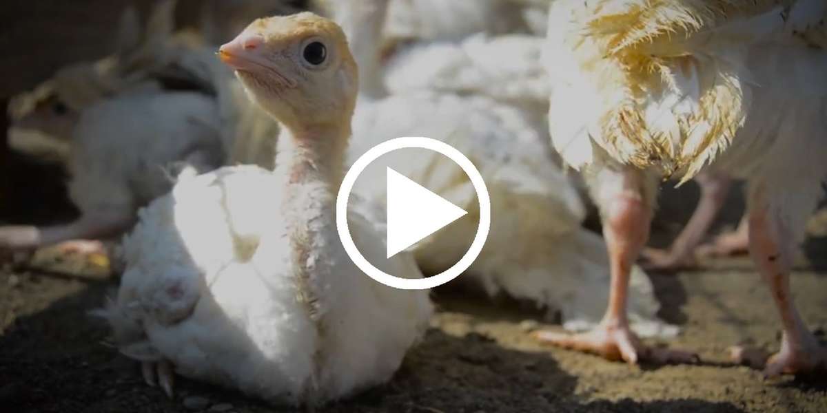 Rescued Baby Turkeys See Sun For The First Time - The Dodo