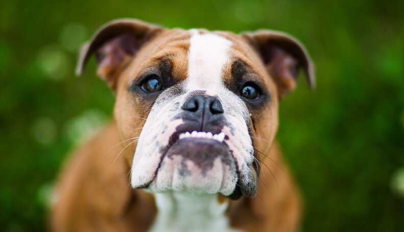 32 Lovable Underbites To Make You Smile - The Dodo