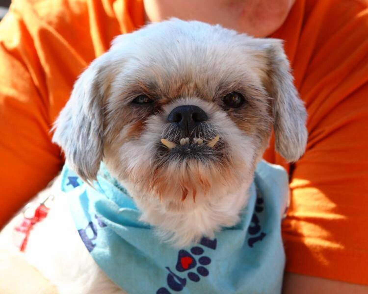 32 Lovable Underbites To Make You Smile - The Dodo