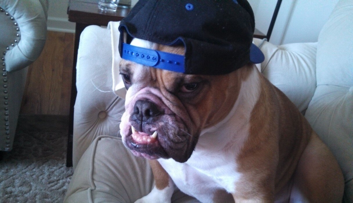 32 Lovable Underbites To Make You Smile - The Dodo