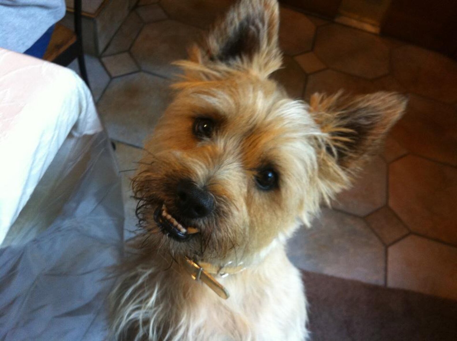 32 Lovable Underbites To Make You Smile - The Dodo