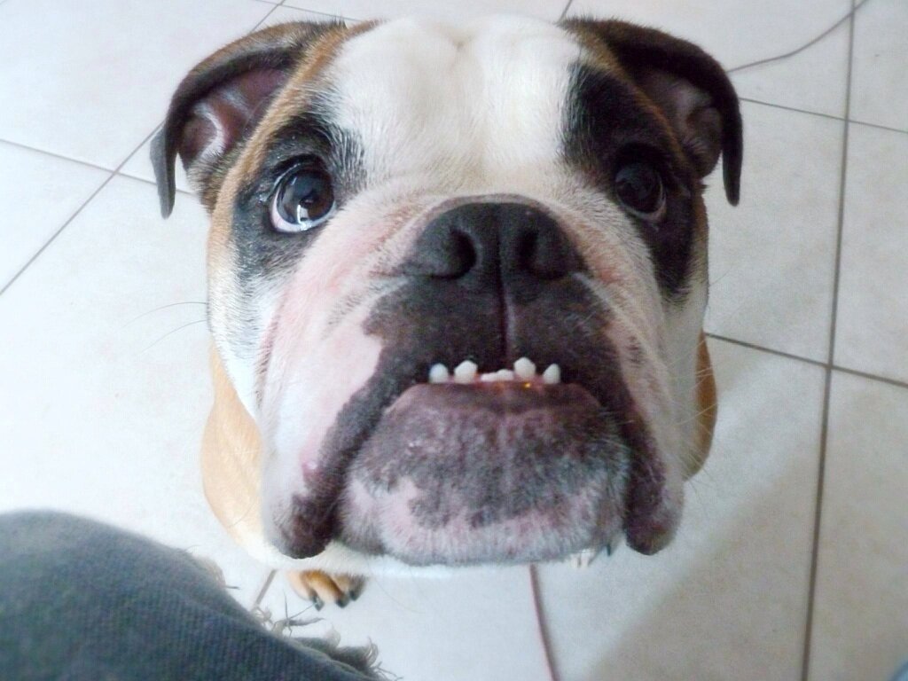 32 Lovable Underbites To Make You Smile - The Dodo