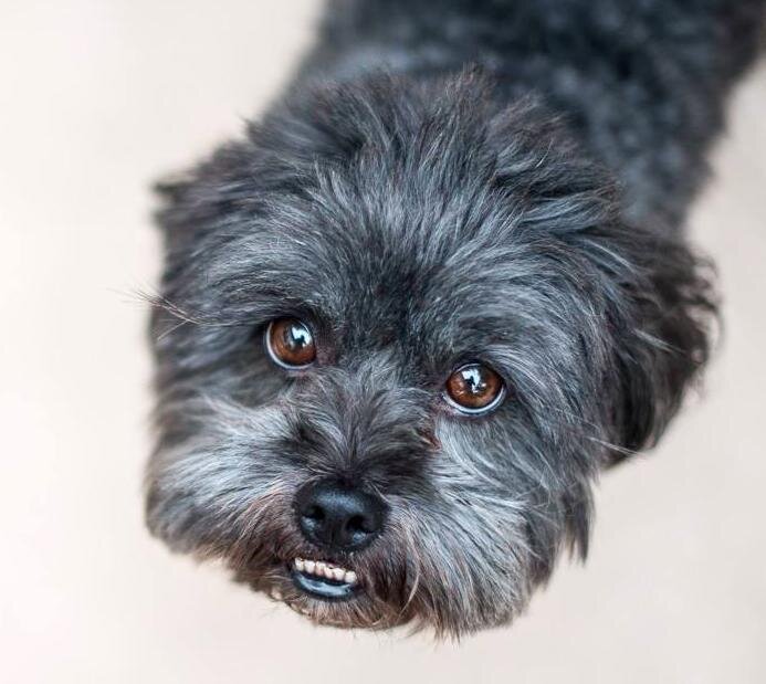 32 Lovable Underbites To Make You Smile - The Dodo