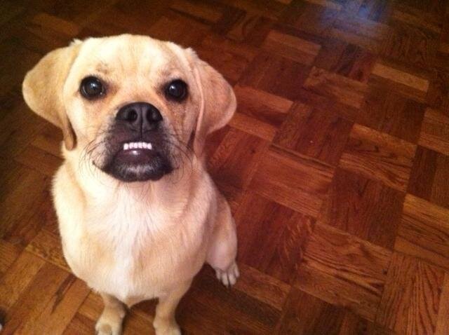 32 Lovable Underbites To Make You Smile - The Dodo