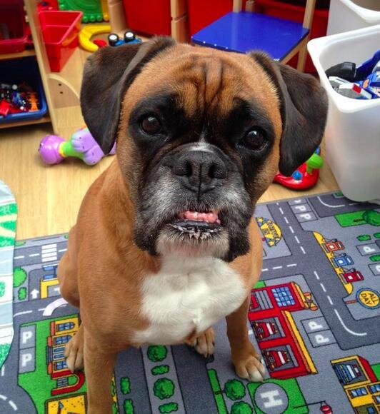 32 Lovable Underbites To Make You Smile - The Dodo