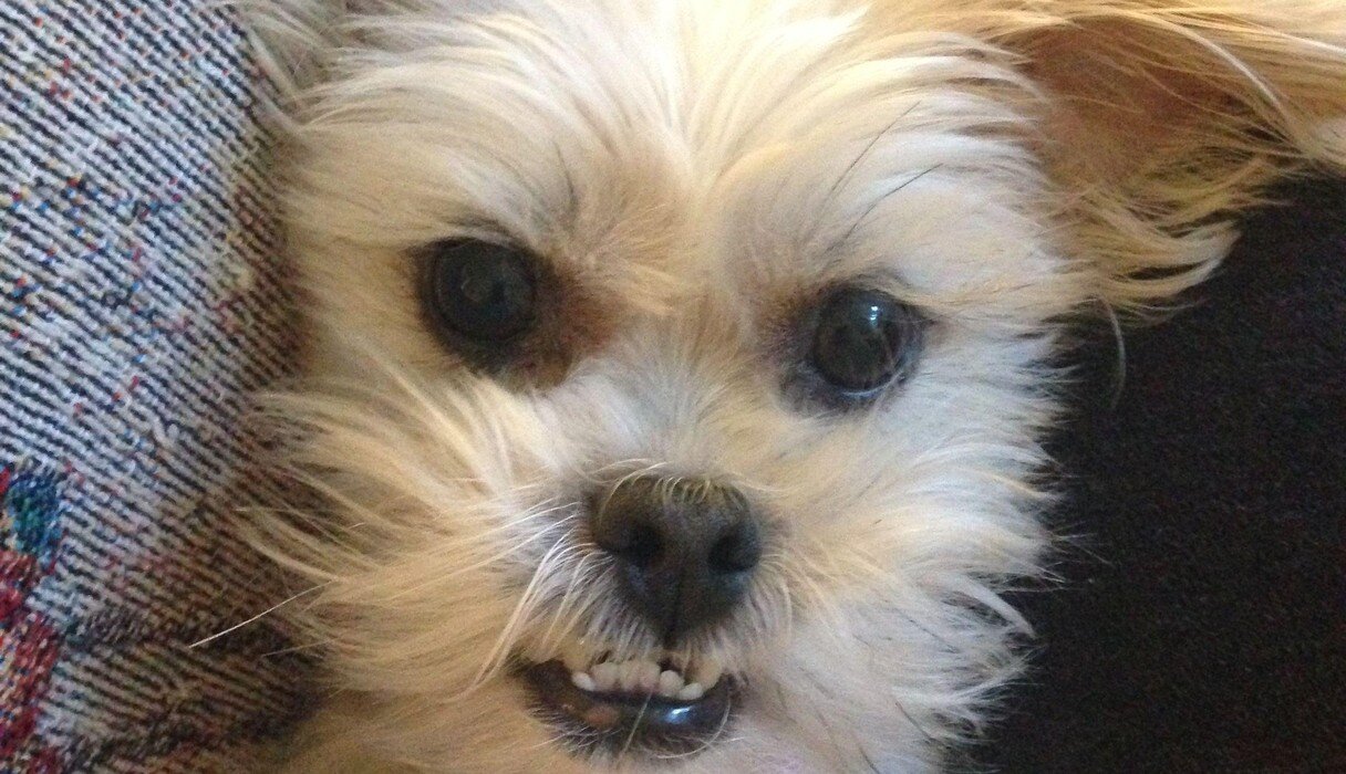 32 Lovable Underbites To Make You Smile - The Dodo