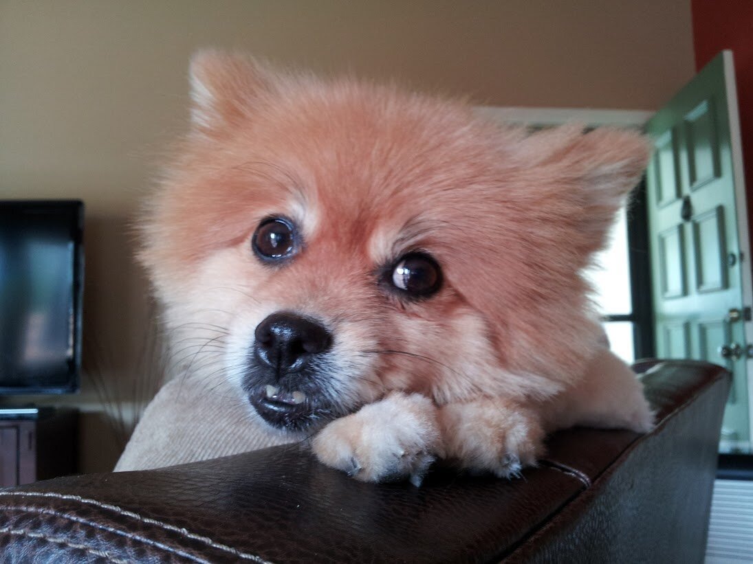 32 Lovable Underbites To Make You Smile - The Dodo