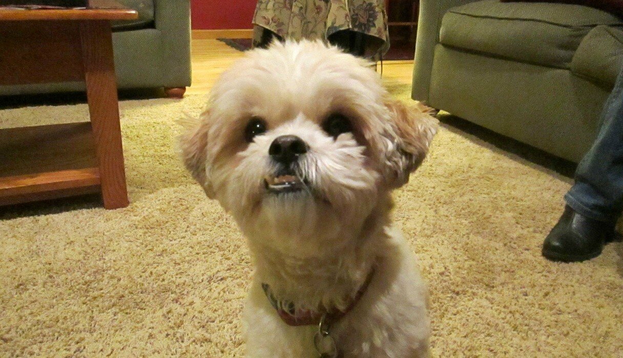 32 Lovable Underbites To Make You Smile - The Dodo