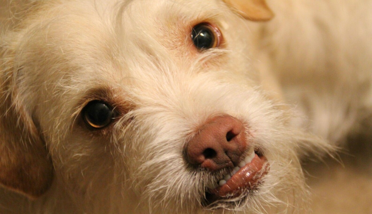 32 Lovable Underbites To Make You Smile - The Dodo