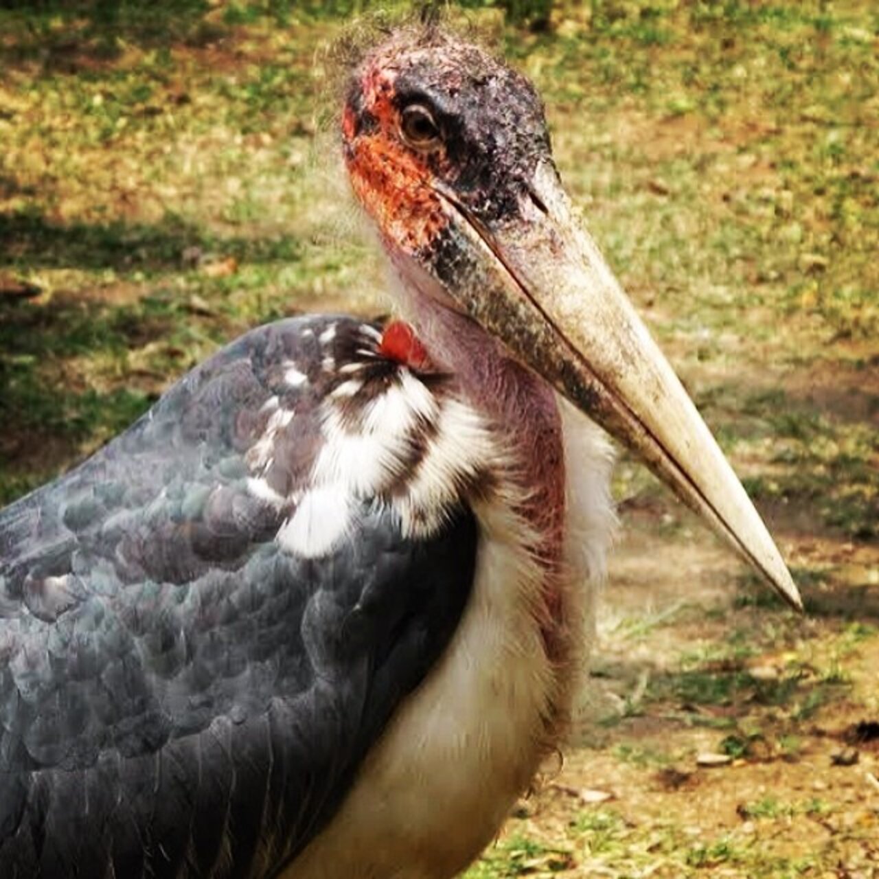 Five feet tall + nine foot wingspan = big bird. This one's a Marabou ...