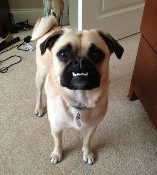 32 Lovable Underbites To Make You Smile - The Dodo