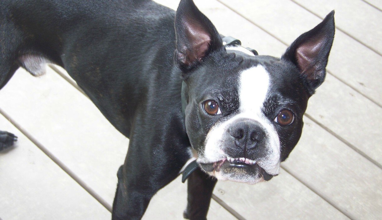 32 Lovable Underbites To Make You Smile - The Dodo