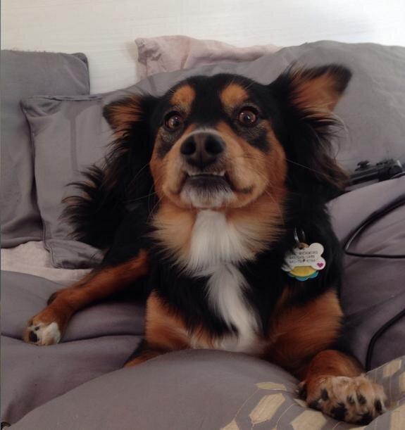 32 Lovable Underbites To Make You Smile - The Dodo