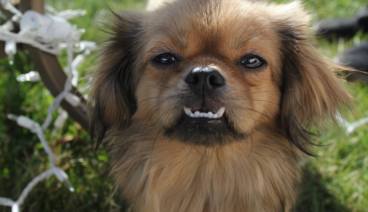 32 Lovable Underbites To Make You Smile - The Dodo