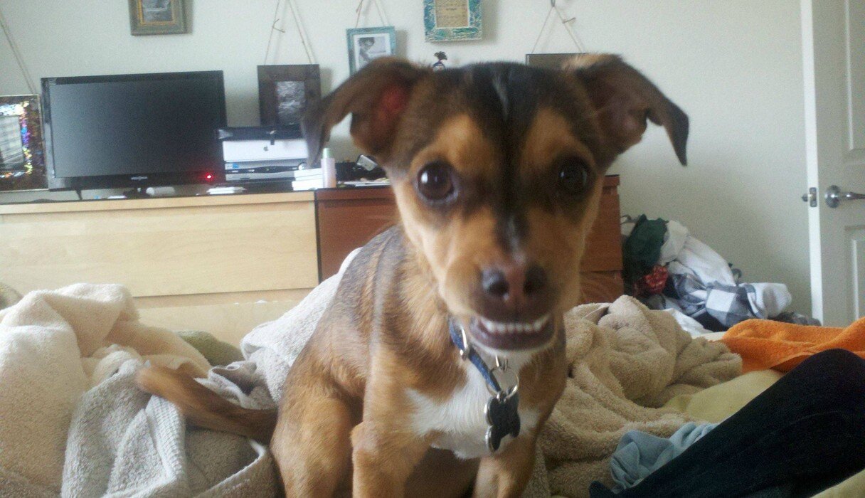 32 Lovable Underbites To Make You Smile - The Dodo