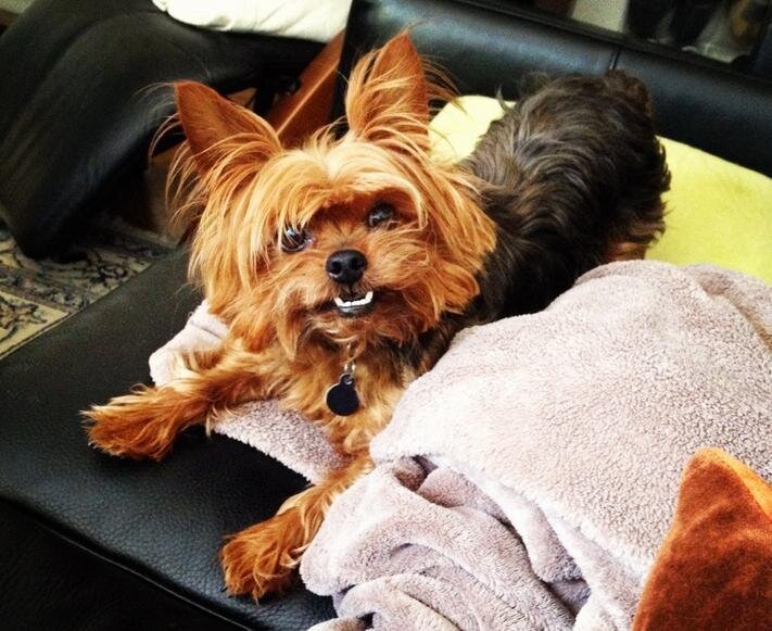 32 Lovable Underbites To Make You Smile - The Dodo