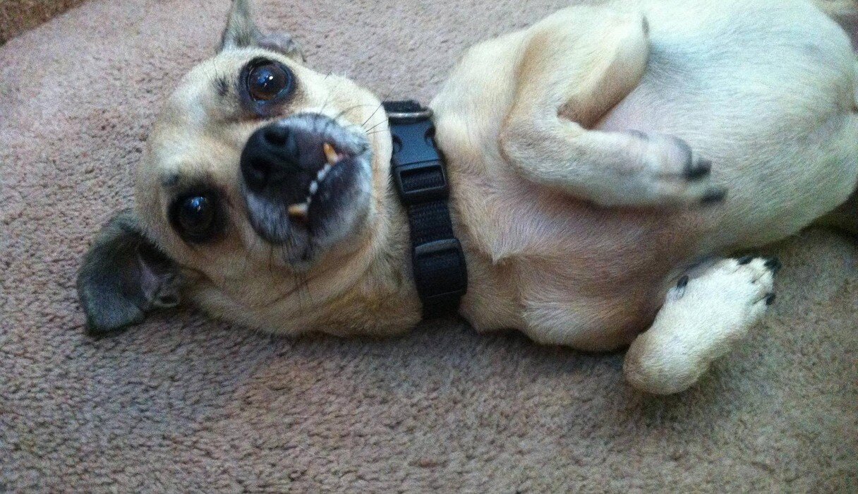 32 Lovable Underbites To Make You Smile - The Dodo