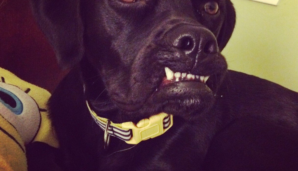 32 Lovable Underbites To Make You Smile - The Dodo