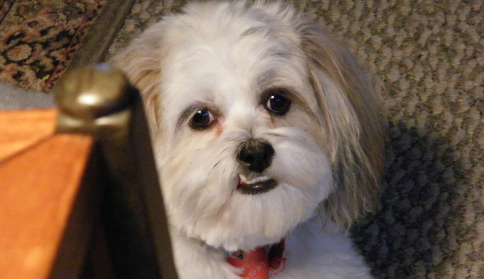 32 Lovable Underbites To Make You Smile - The Dodo