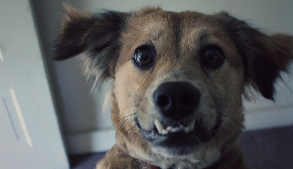 32 Lovable Underbites To Make You Smile - The Dodo