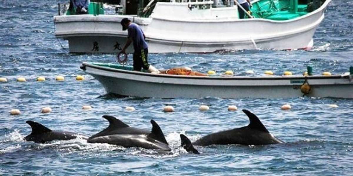 Dolphin Hunting in Taiji Japan Begins Sep. 1st. - The Dodo