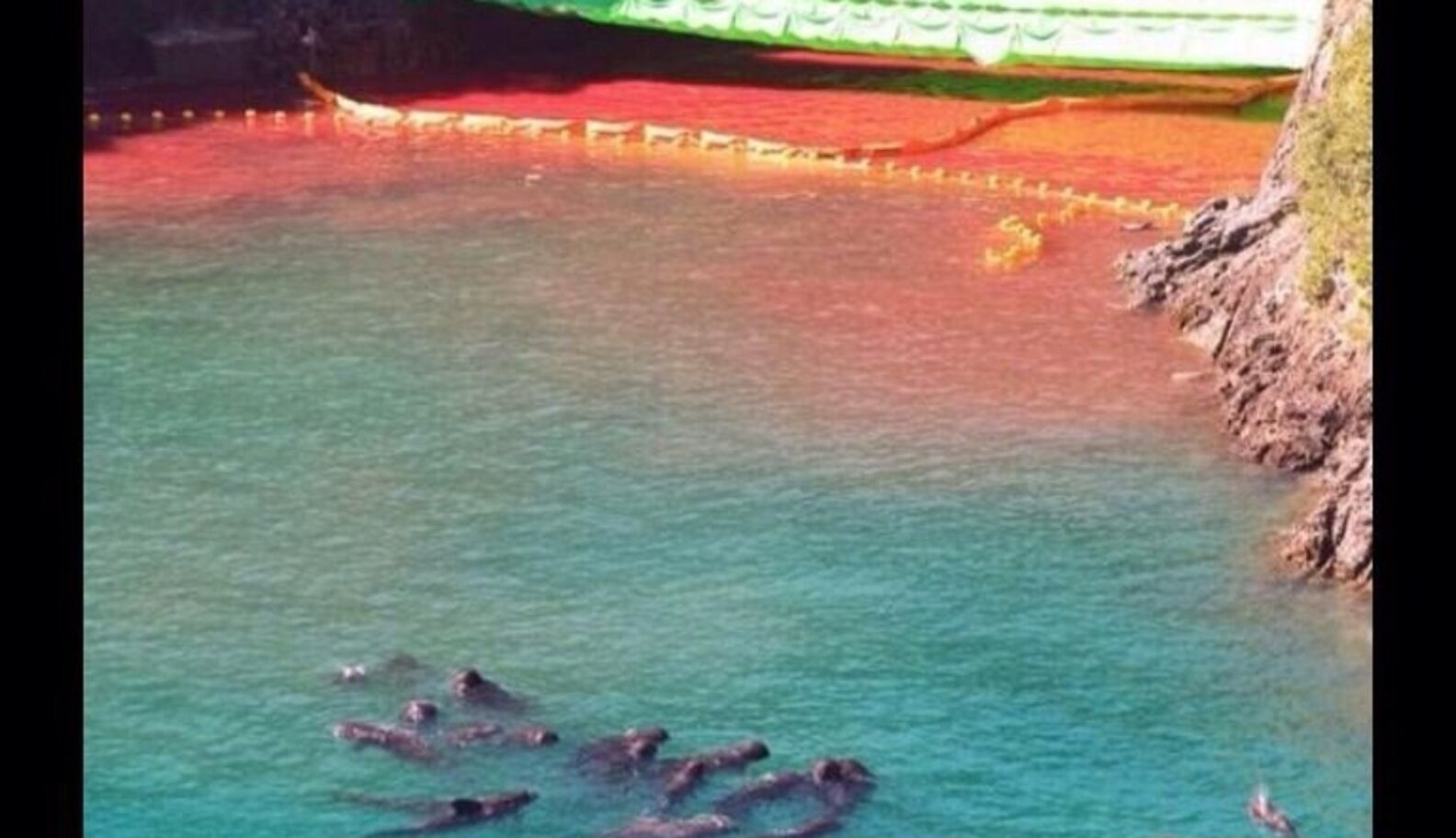 Dolphin Hunting in Taiji Japan Begins Sep. 1st. - The Dodo