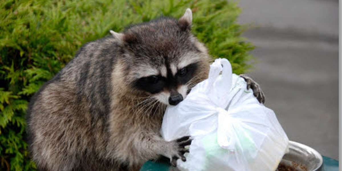 Several Reasons Why Animals are Better With Waste than Homo Sapiens ...