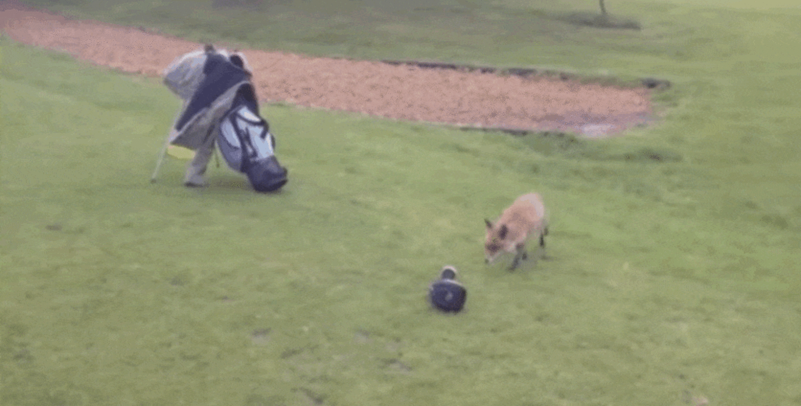 Fox Plays The Most Puppylike Game With Shocked Golfers - The Dodo