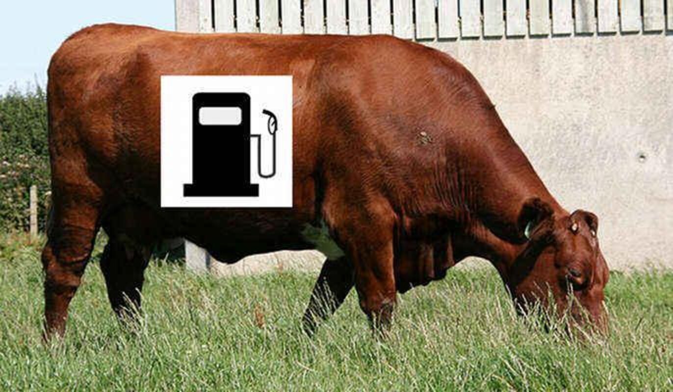 Several Reasons Why Animals are Better With Waste than Homo Sapiens ...