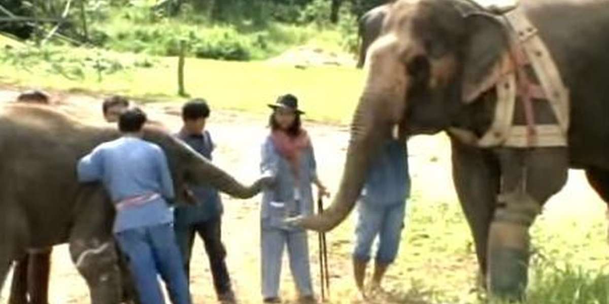 Everyone Came Together To Help These Disabled Elephants Walk Again ...