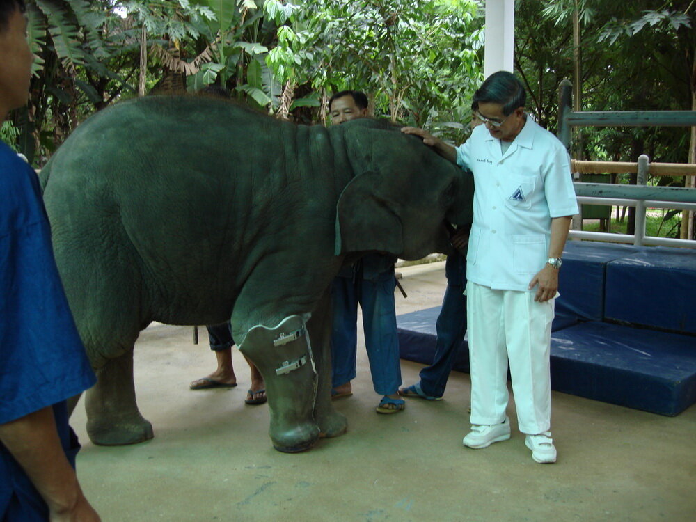 Everyone Came Together To Help These Disabled Elephants Walk Again ...