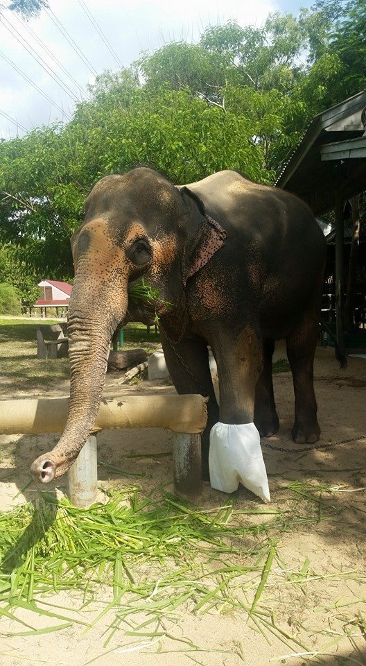 Everyone Came Together To Help These Disabled Elephants Walk Again ...