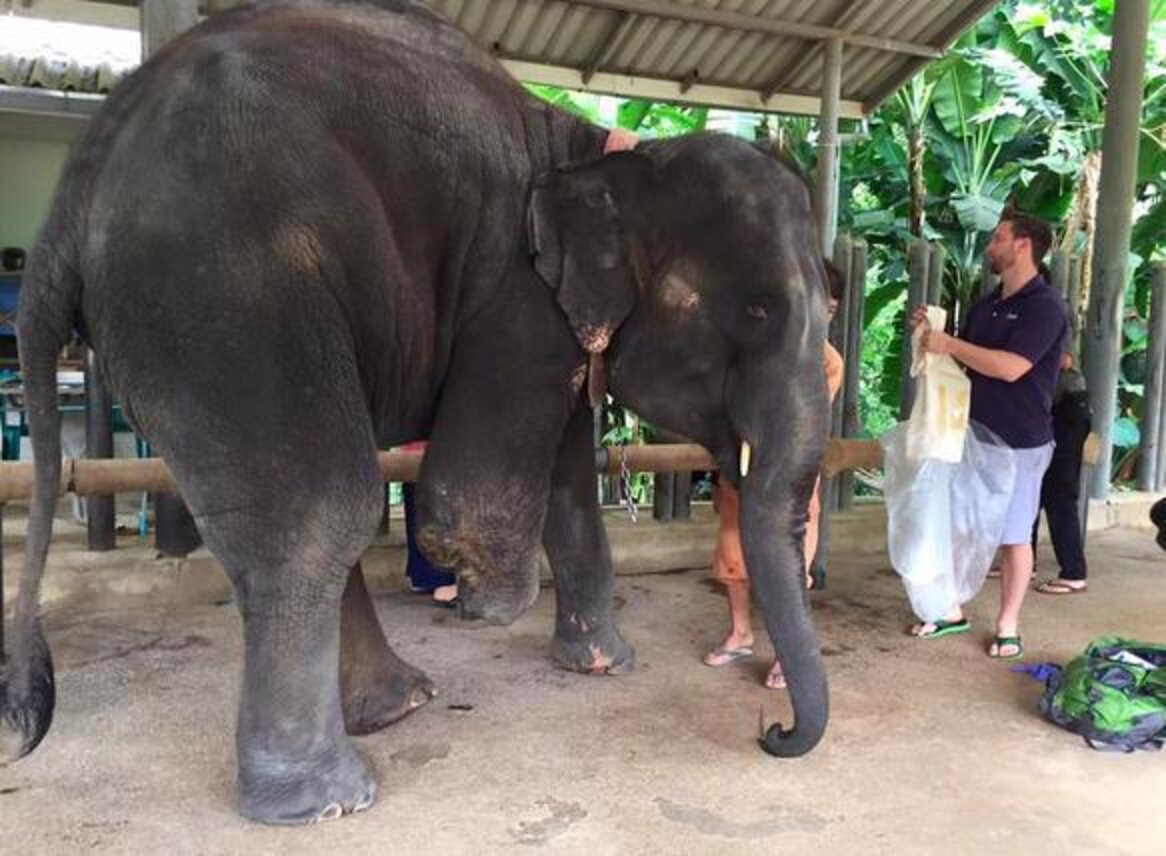 Everyone Came Together To Help These Disabled Elephants Walk Again ...