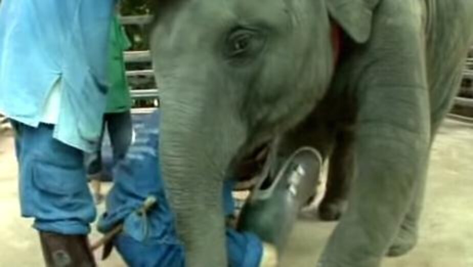 Everyone Came Together To Help These Disabled Elephants Walk Again ...