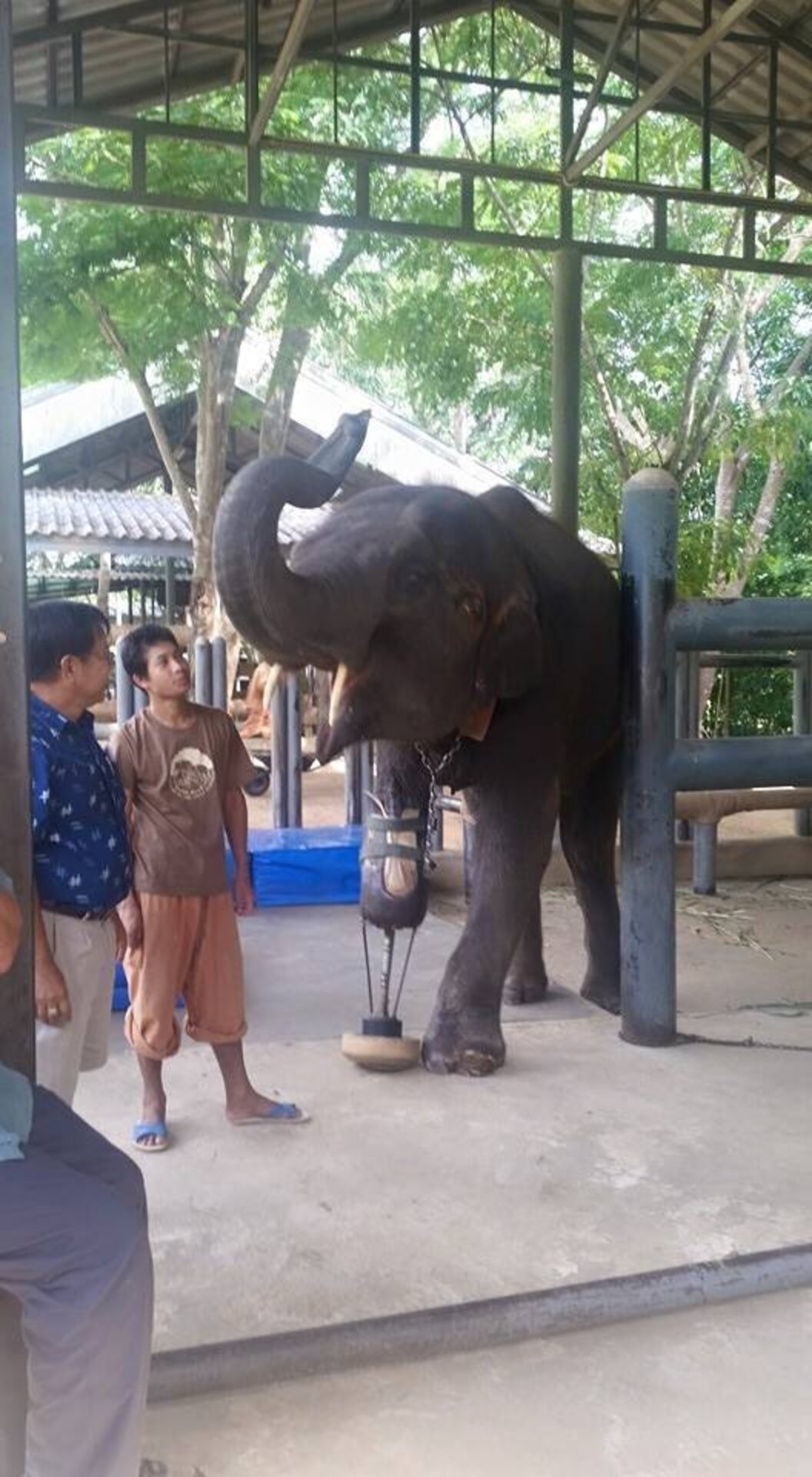 Everyone Came Together To Help These Disabled Elephants Walk Again ...