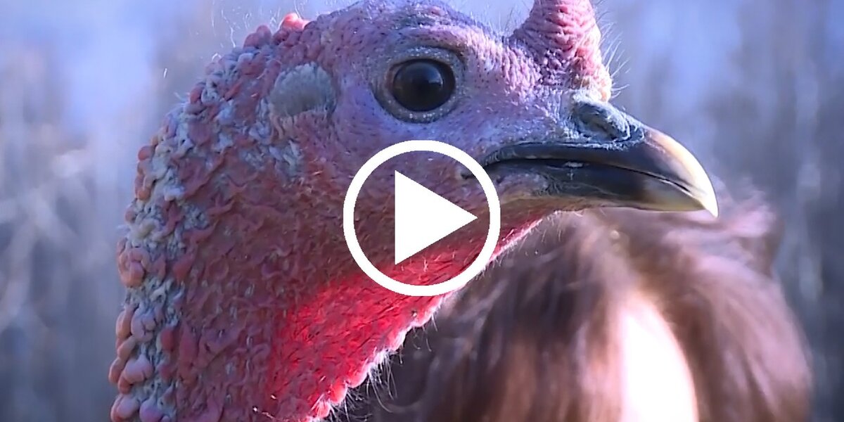 The Daring Escape Of Two Ballsy Turkeys - The Dodo