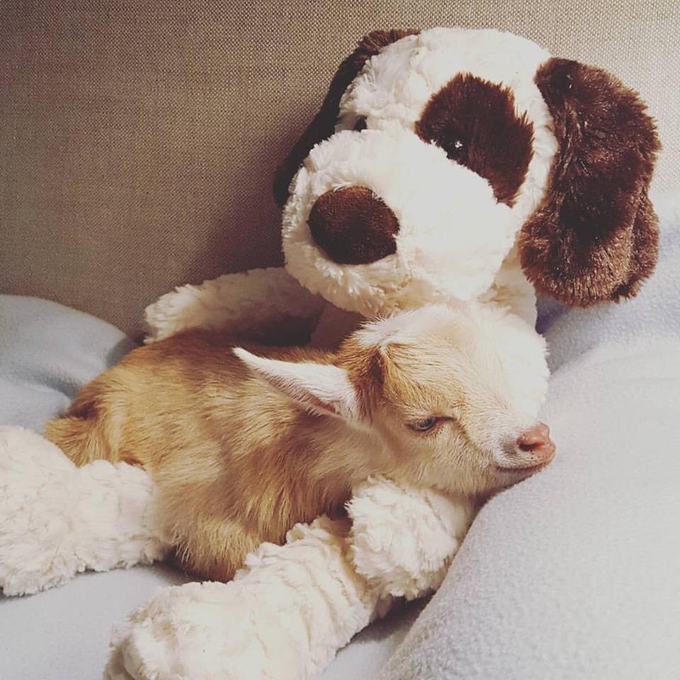 Goat Born Without Back Legs Finds The Perfect Mom To Raise Him - The Dodo