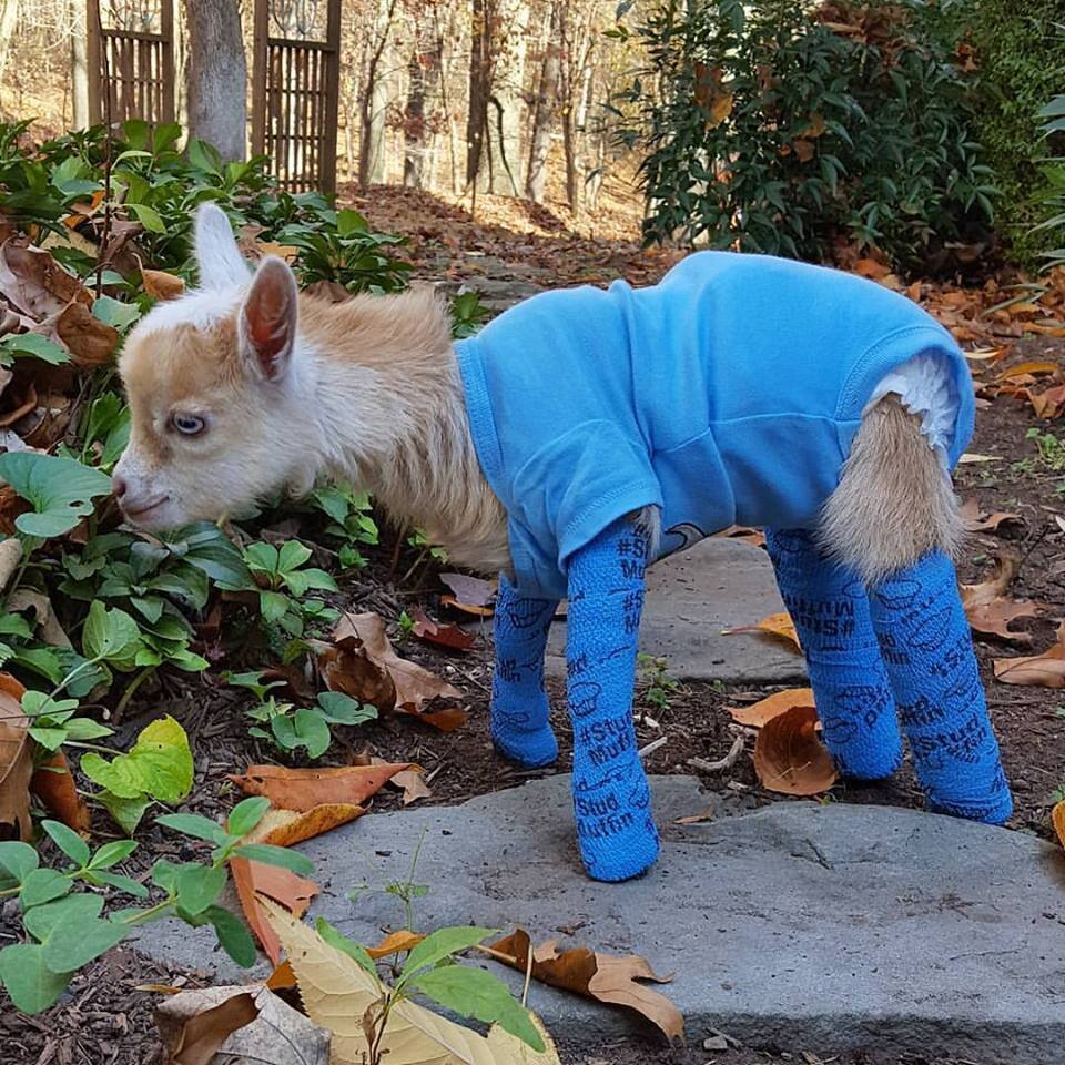 Goat Born Without Back Legs Finds The Perfect Mom To Raise Him - The Dodo