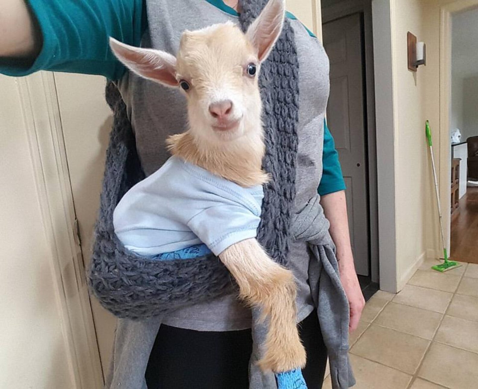 Goat Born Without Back Legs Finds The Perfect Mom To Raise Him - The Dodo