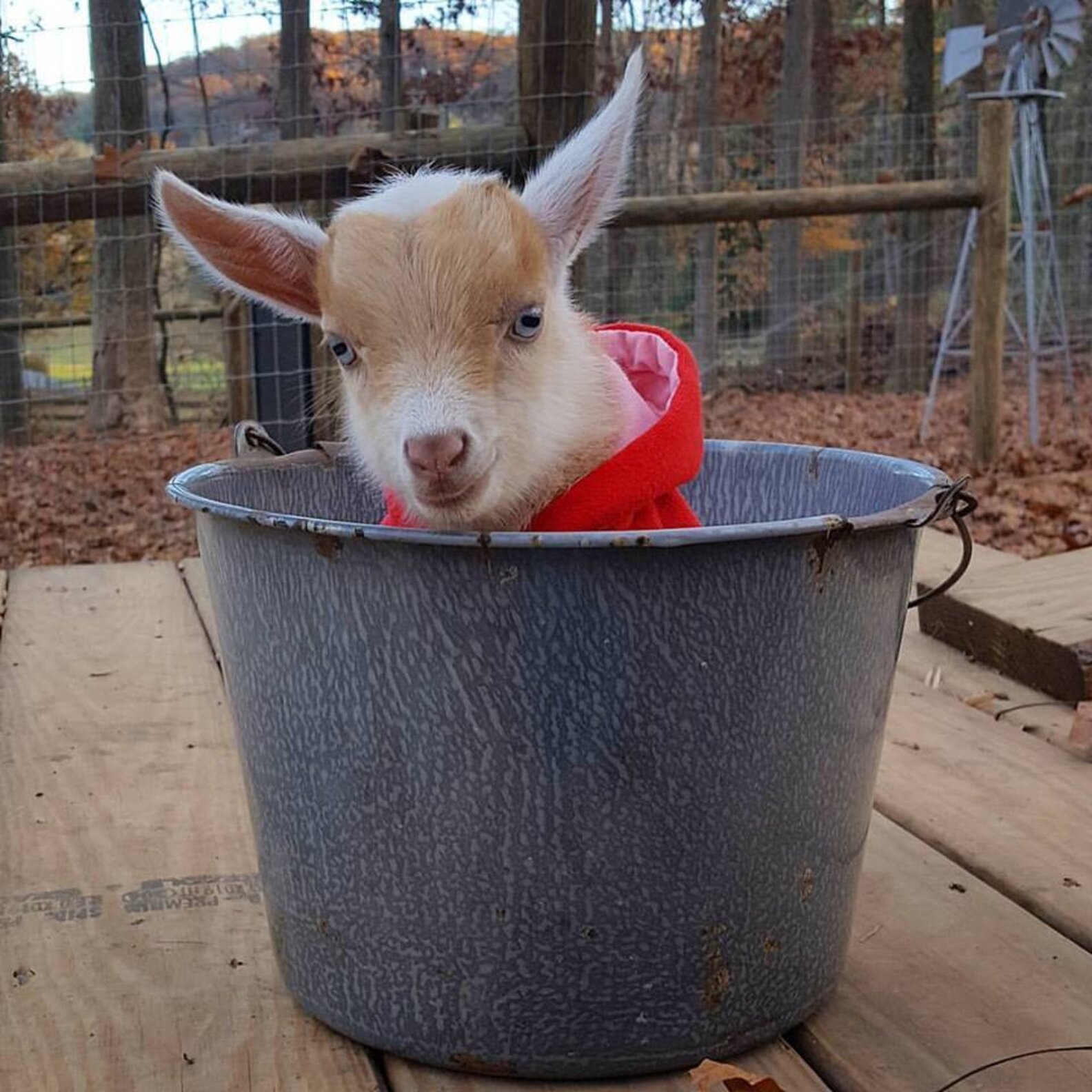 Goat Born Without Back Legs Finds The Perfect Mom To Raise Him - The Dodo