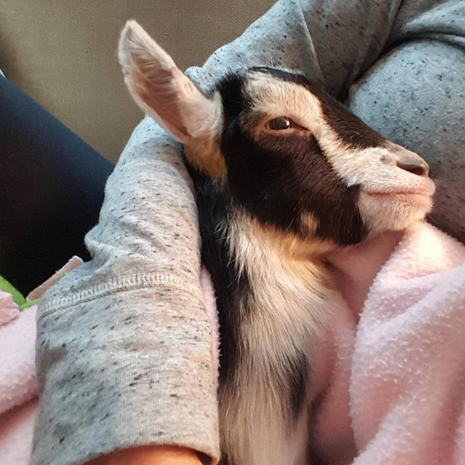Rescue Goat With Anxiety Only Calms Down In Her Duck Costume - The Dodo