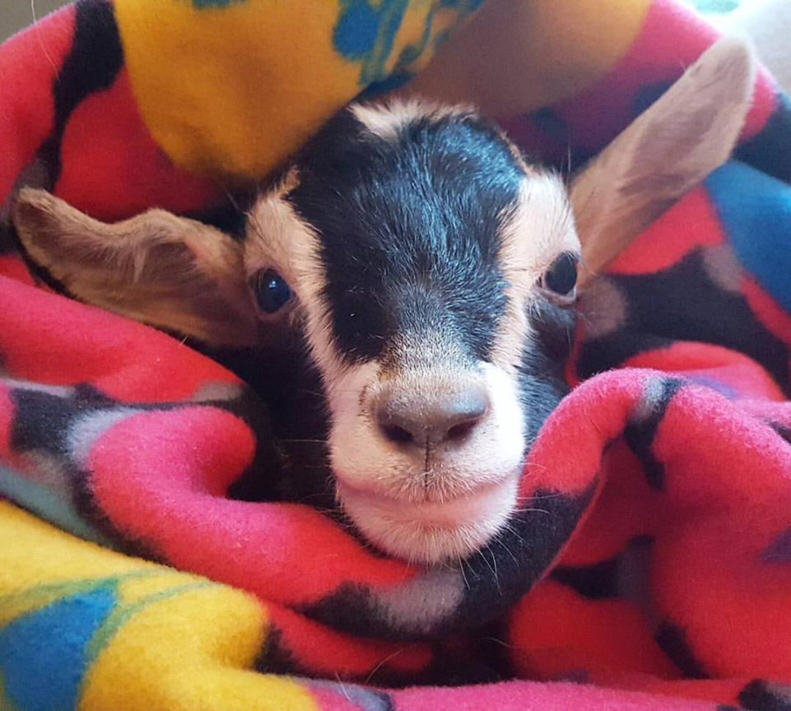 Rescue Goat With Anxiety Only Calms Down In Her Duck Costume - The Dodo