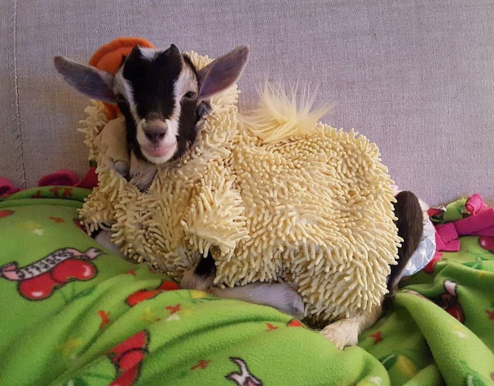 Rescue Goat With Anxiety Only Calms Down In Her Duck Costume - The Dodo