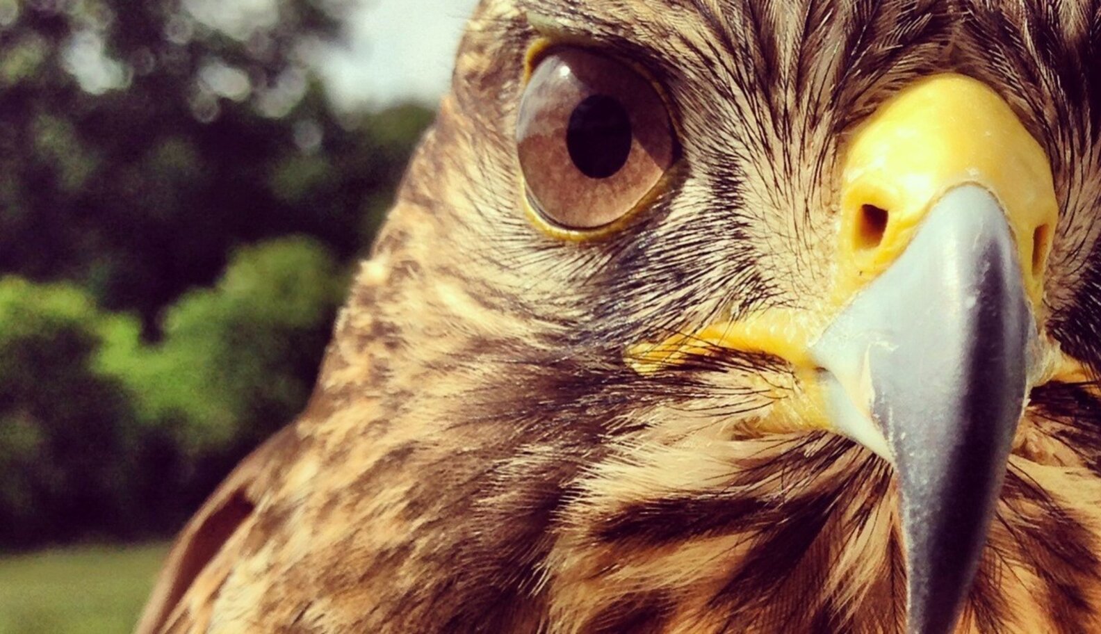 Injured Baby Hawk Makes Recovery After His Home Is Destroyed - The Dodo