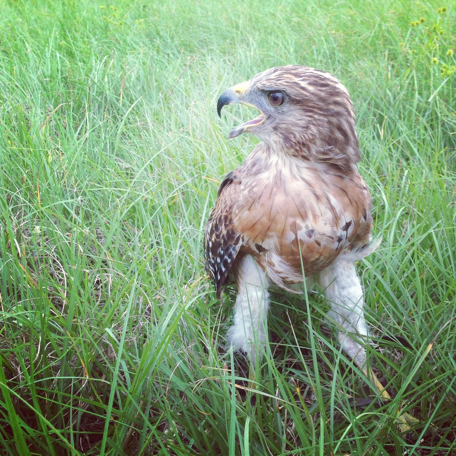Injured Baby Hawk Makes Recovery After His Home Is Destroyed - The Dodo