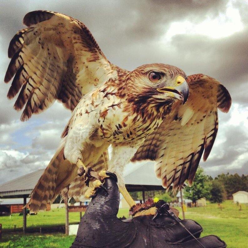 Injured Baby Hawk Makes Recovery After His Home Is Destroyed - The Dodo