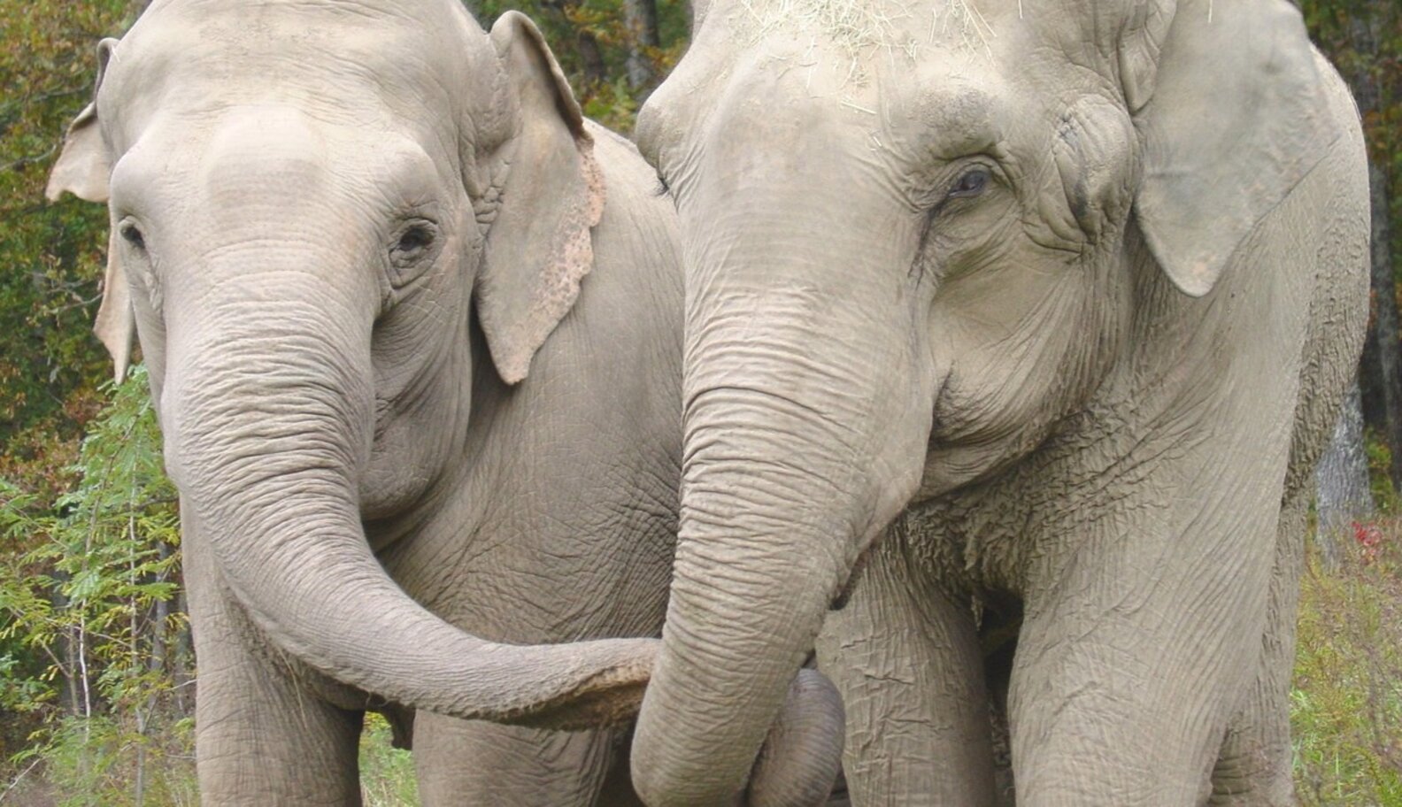 The Story Behind The Most Heartwarming Elephant Video Ever - The Dodo