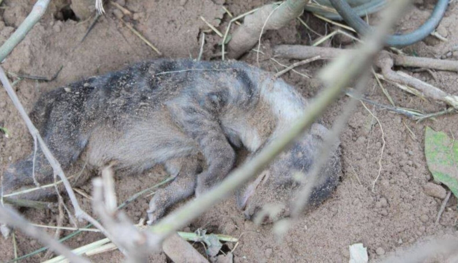 Miracle Hyena Gives Birth To Cubs While Fighting To Stay Alive In ...