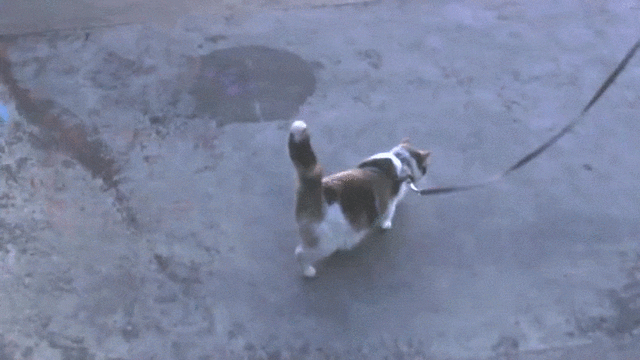 A Blind Cat No One Wanted Changed This Man's Life - The Dodo