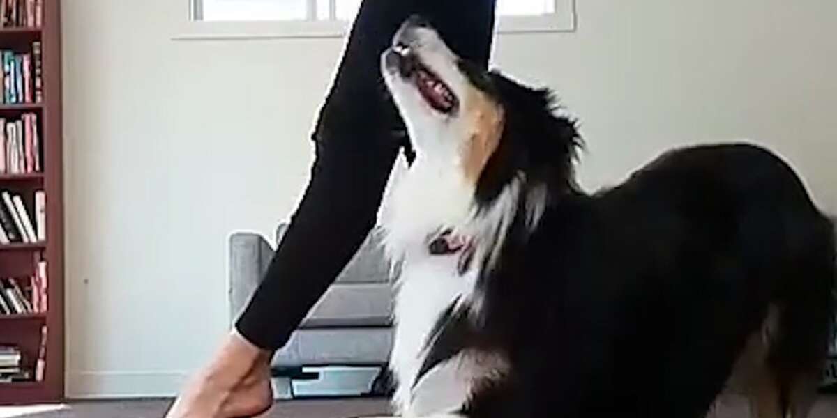 Extremely Talented Dog Learns Irish Step Dancing - The Dodo